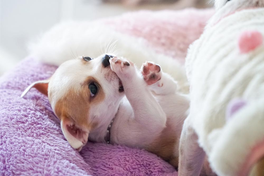Čivava: Starostlivosť, vlastnosti a kŕmenie